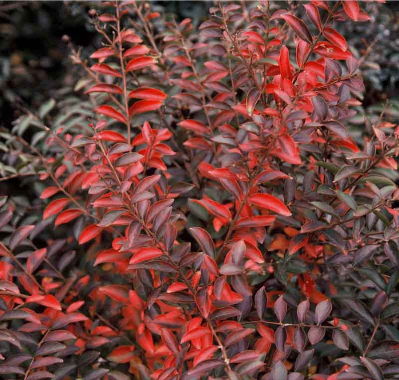 Lagerstroemia Cherry Dazzle® (Crape Myrtle)